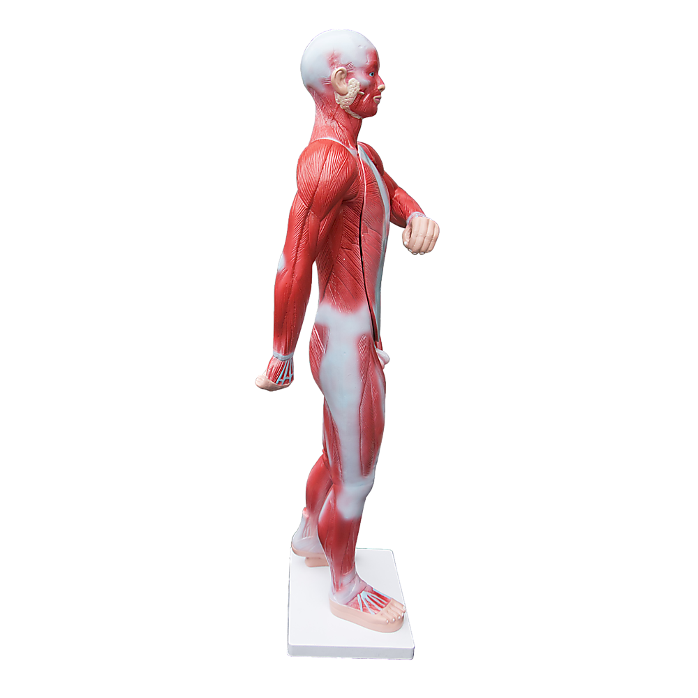 Human Anatomical Muscular Model Muscle System